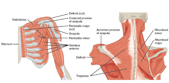 Shoulder Girdle Anatomy Quiz Trivia ProProfs Quiz